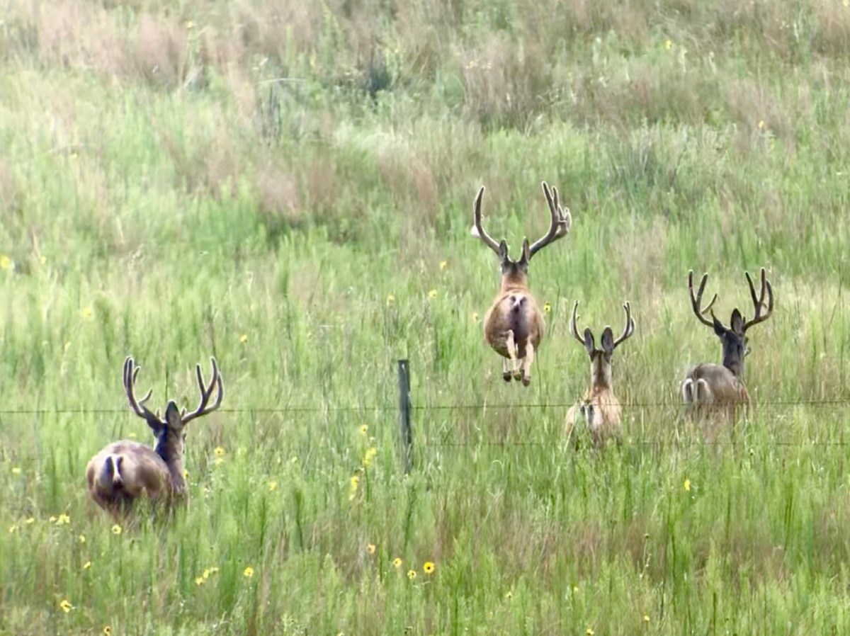 Scouting – Running Cedar Outfitters